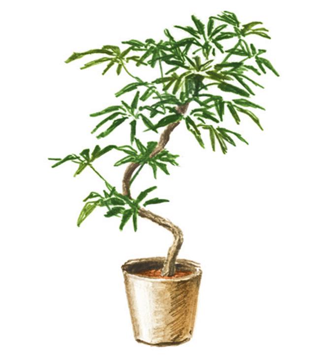 条件に合わせて、お気に入りを選ぼう！ お部屋環境＆ライフスタイル別おすすめ植物10選 | ビューティー、ファッション、エンタメ、占い…最新情報を毎日更新 | ananweb