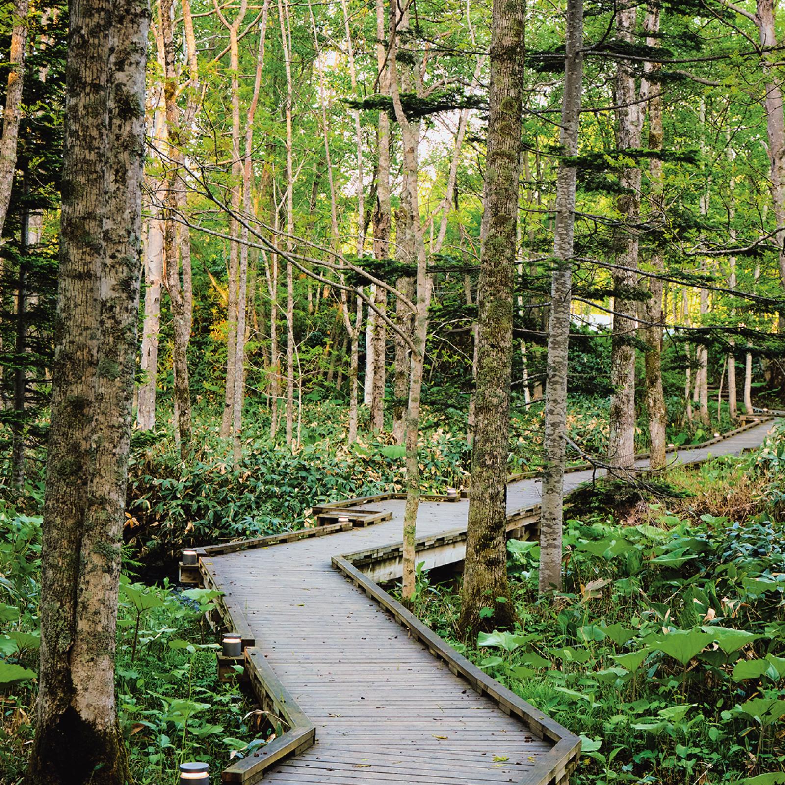 北の大地の緑と雲海を目指して。夏の北海道、トマムの旅「星野リゾート トマム」 | ビューティー、ファッション、エンタメ、占い…最新情報を毎日更新 | ananweb