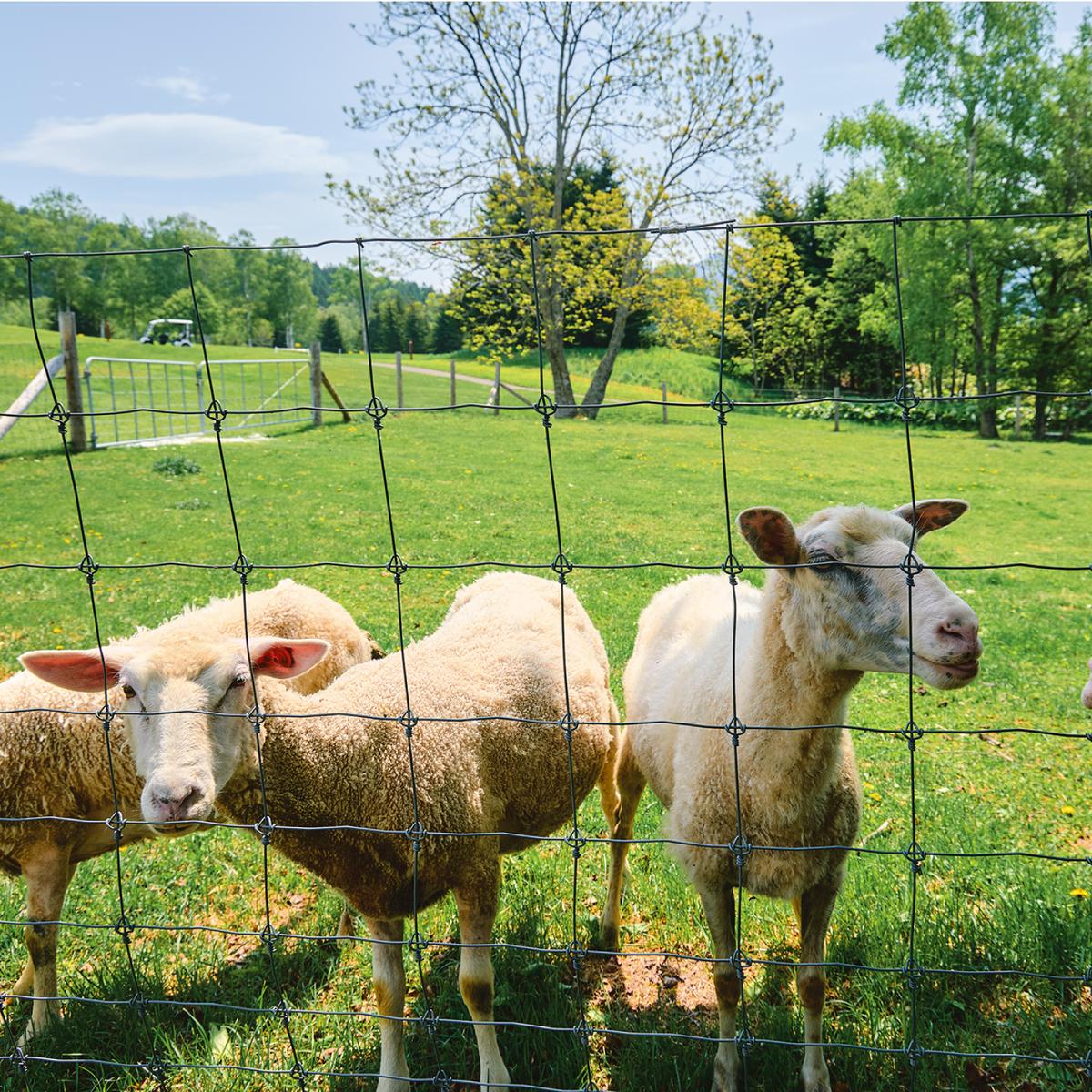 北の大地の緑と雲海を目指して。夏の北海道、トマムの旅「星野リゾート トマム」 | ビューティー、ファッション、エンタメ、占い…最新情報を毎日更新 | ananweb