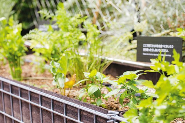 オーガニック、グルテンフリー、ヴィーガン…素材にこだわる新スポット | ビューティー、ファッション、エンタメ、占い…最新情報を毎日更新 | ananweb