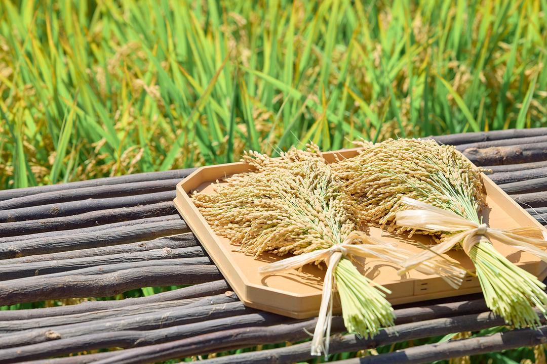 【総研神社部】今年も伊勢へ行ってきました！ 「抜穂祭（ぬいぼさい）」ってどんなお祭り？ | ビューティー、ファッション、エンタメ、占い…最新情報を毎日更新 | ananweb